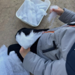 Stuffed Animal Day Preschool Theme - Toddler Approved